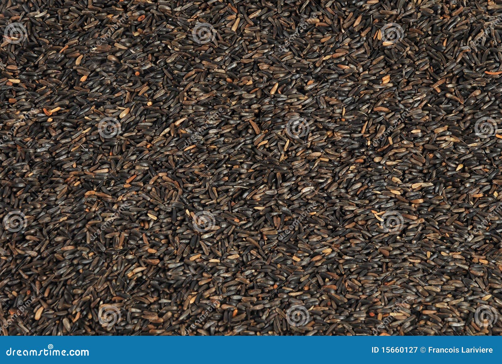 Nyjer seed stock image. Image of organic, pile, fodder - 15660127