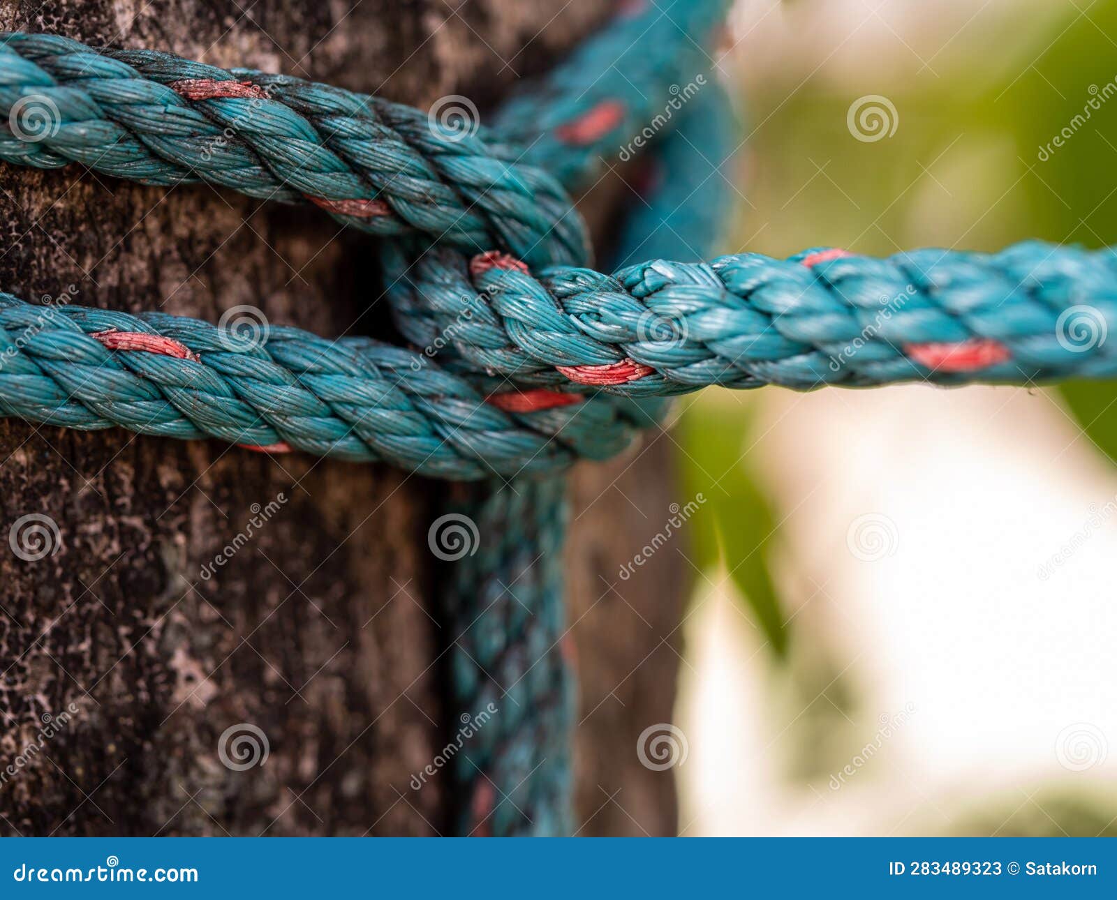 Nylon Rope Was Tightly Tied To the Big Tree Stock Image - Image of wood ...