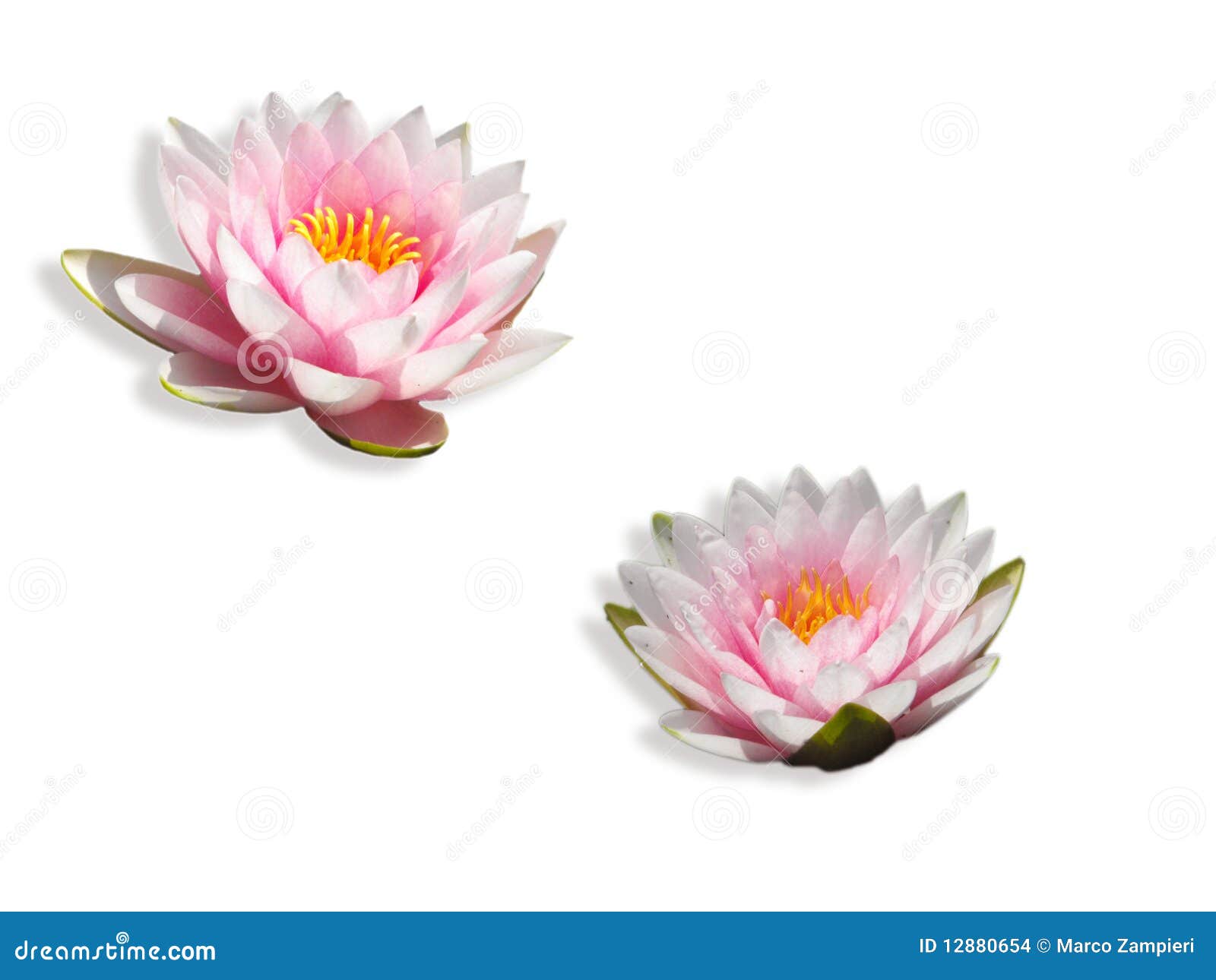 Nymph stock photo. Image of park, petals, outdoor, plant - 12880654