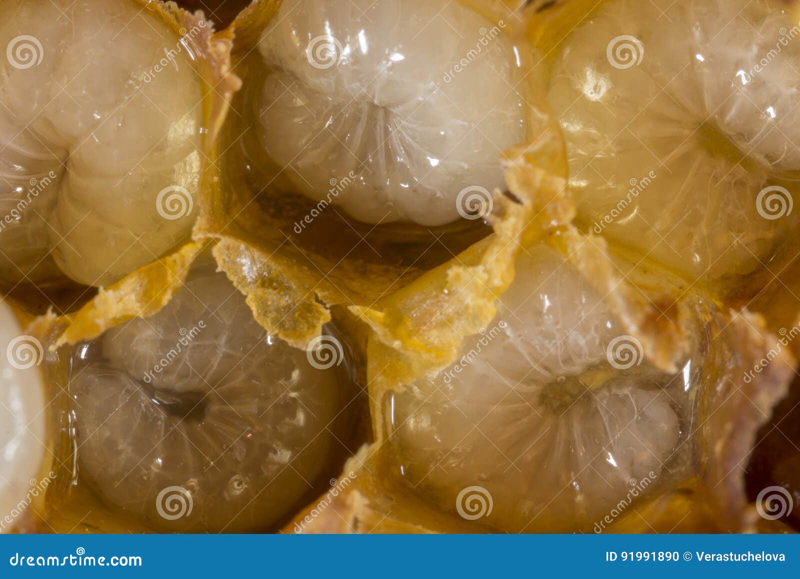 Nymph of bee stock photo. Image of honeybee, beehive - 91991890