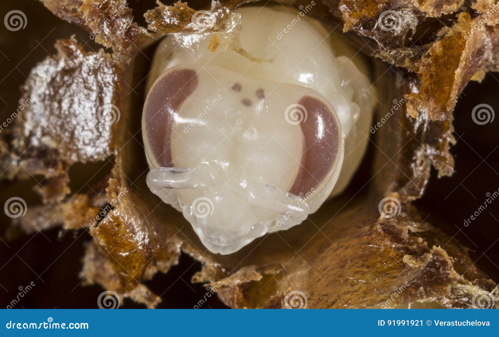 Nymph of bee stock image. Image of hive, country, apiarist - 91991921