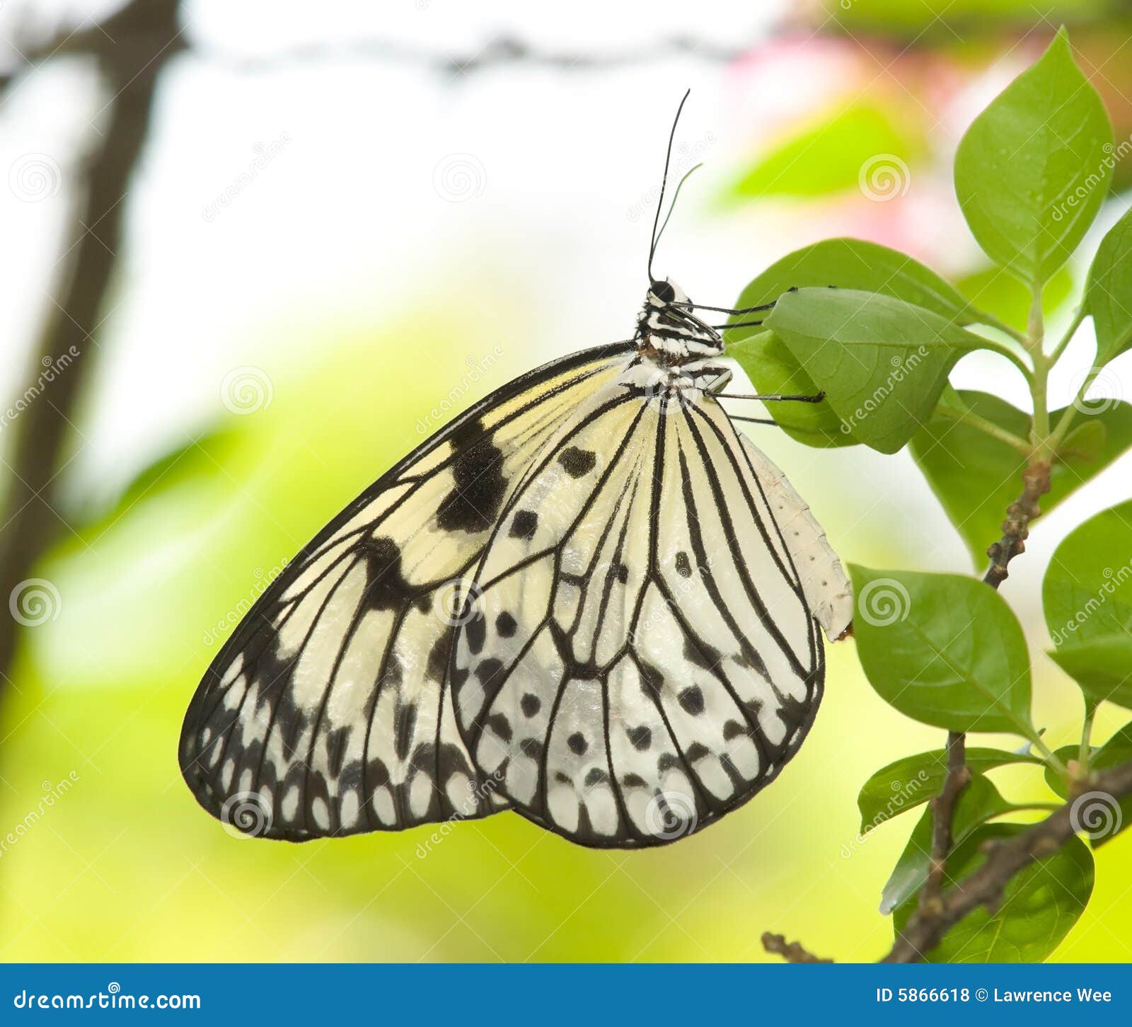 Nymph Butterfly stock photo. Image of large, leaves, insect - 5866618