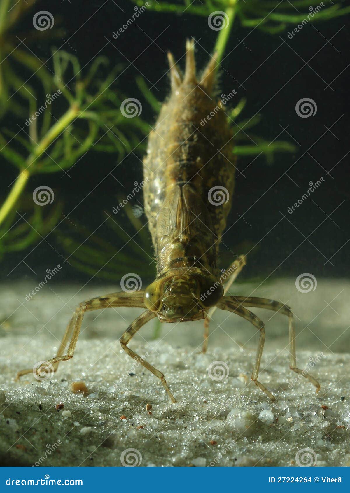 Nymph of dragonfly stock photo. Image of predator, green - 27224264