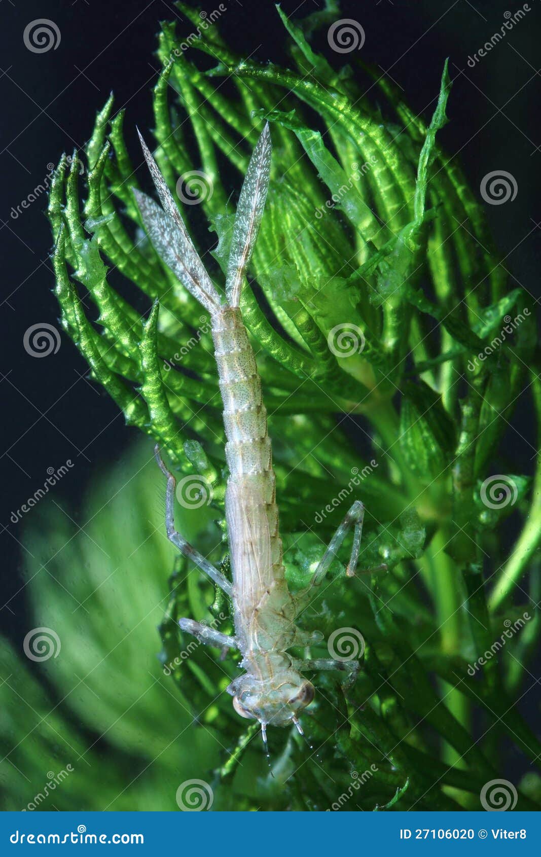 Nymph of Dragonfly on Water Plant Stock Photo - Image of nymph, plant ...