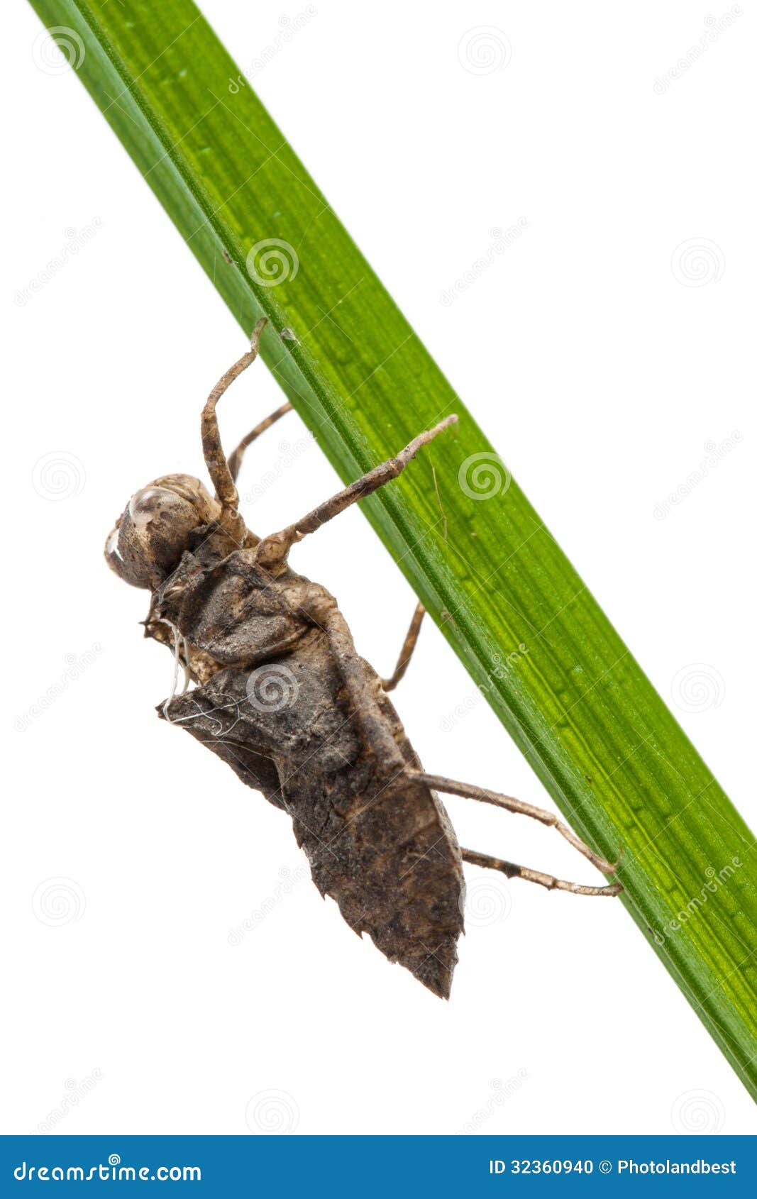 Nymph of the dragonfly stock photo. Image of forest, cover - 32360940