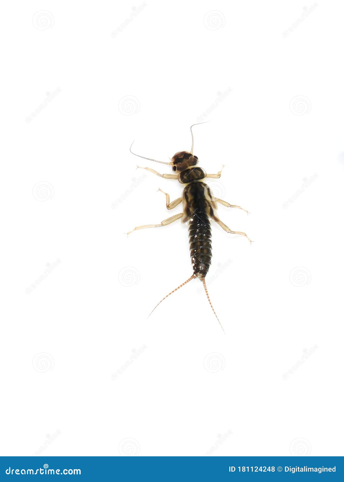 Nymph of Plecoptera Stonefly Aquatic Insect on White Stock Photo ...