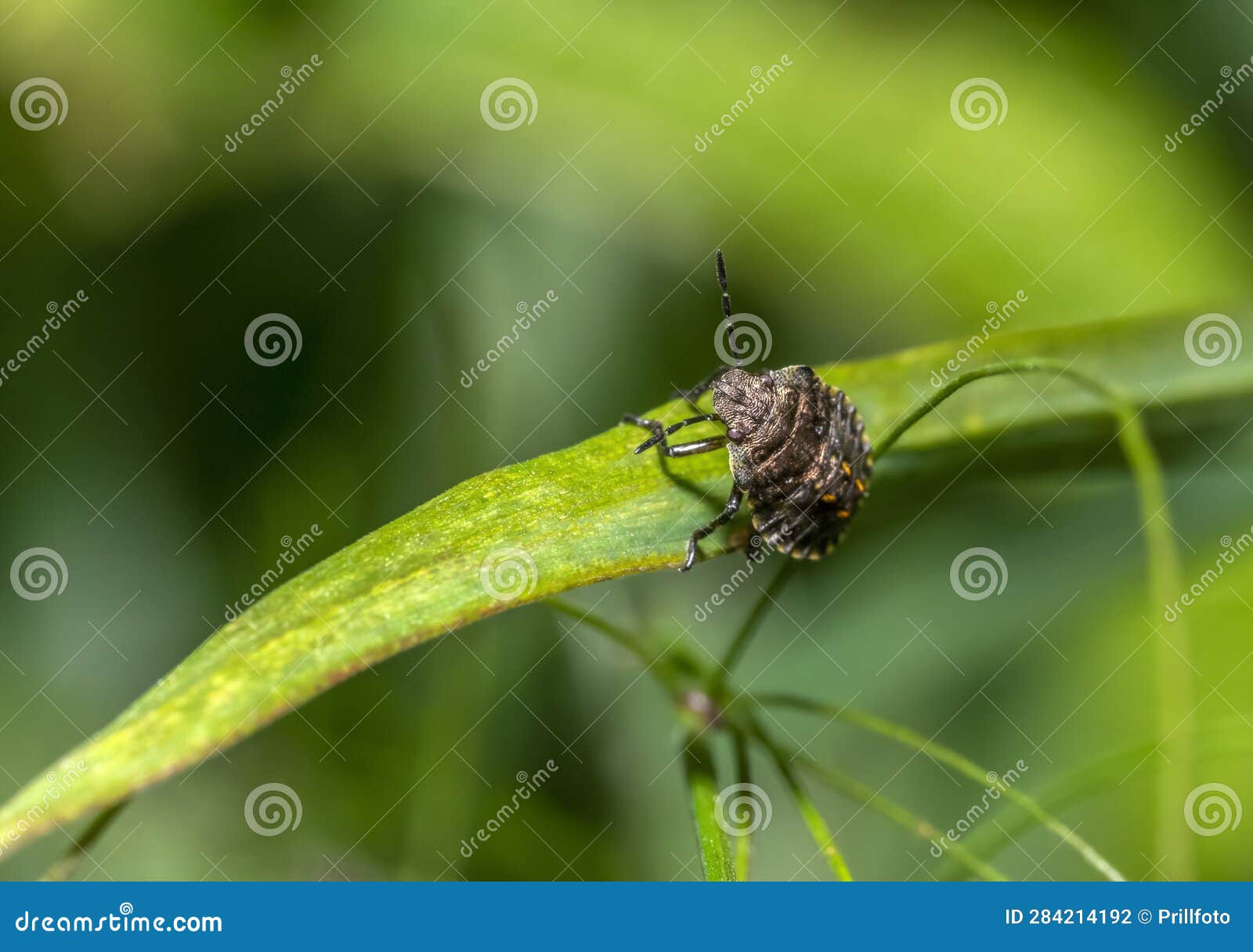 Forest bug stock photo. Image of natural, pentatomidae - 284214192