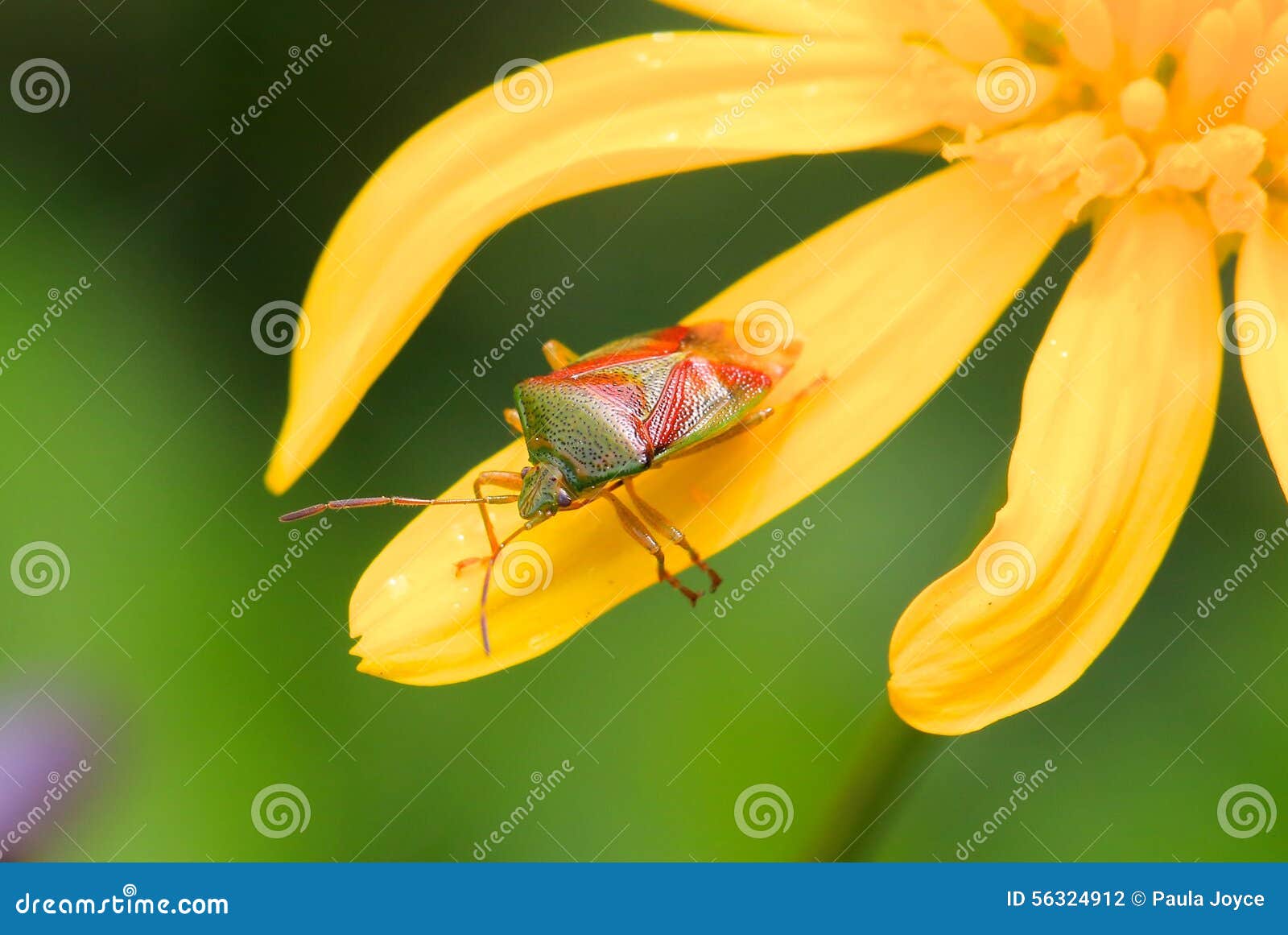 Nymph Shield Bug in a Yellow Flower Stock Photo - Image of colourful ...
