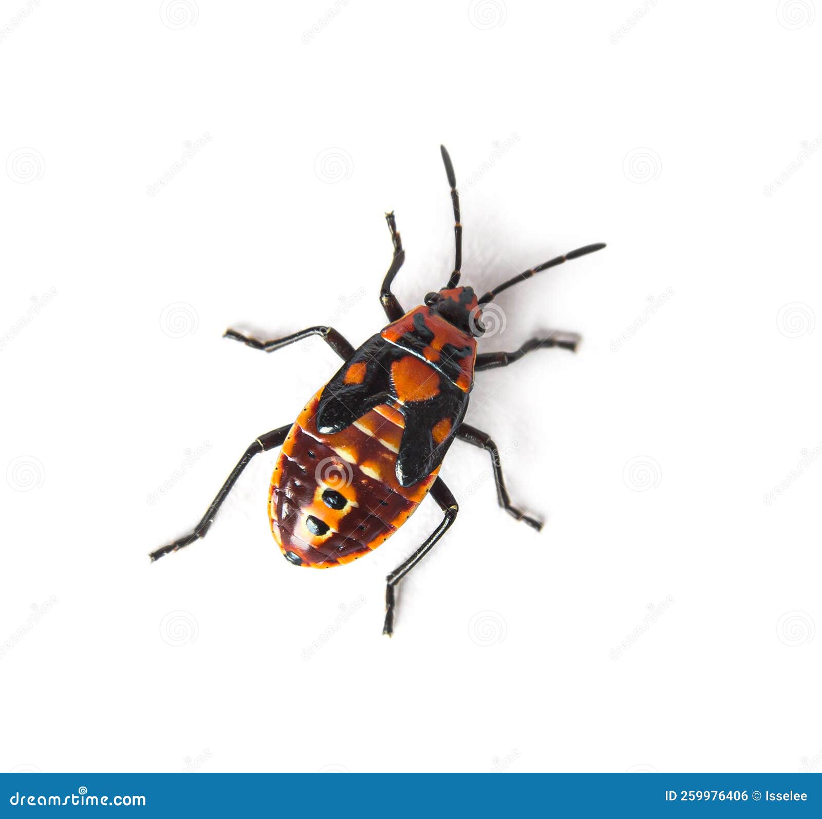 Nymph Stage of Seed Bug, Spilostethus Pandurus, a Lygaeinae Specie ...