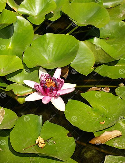 Nymphaea stock photo. Image of laghetto, aquarium, yellow - 11346784