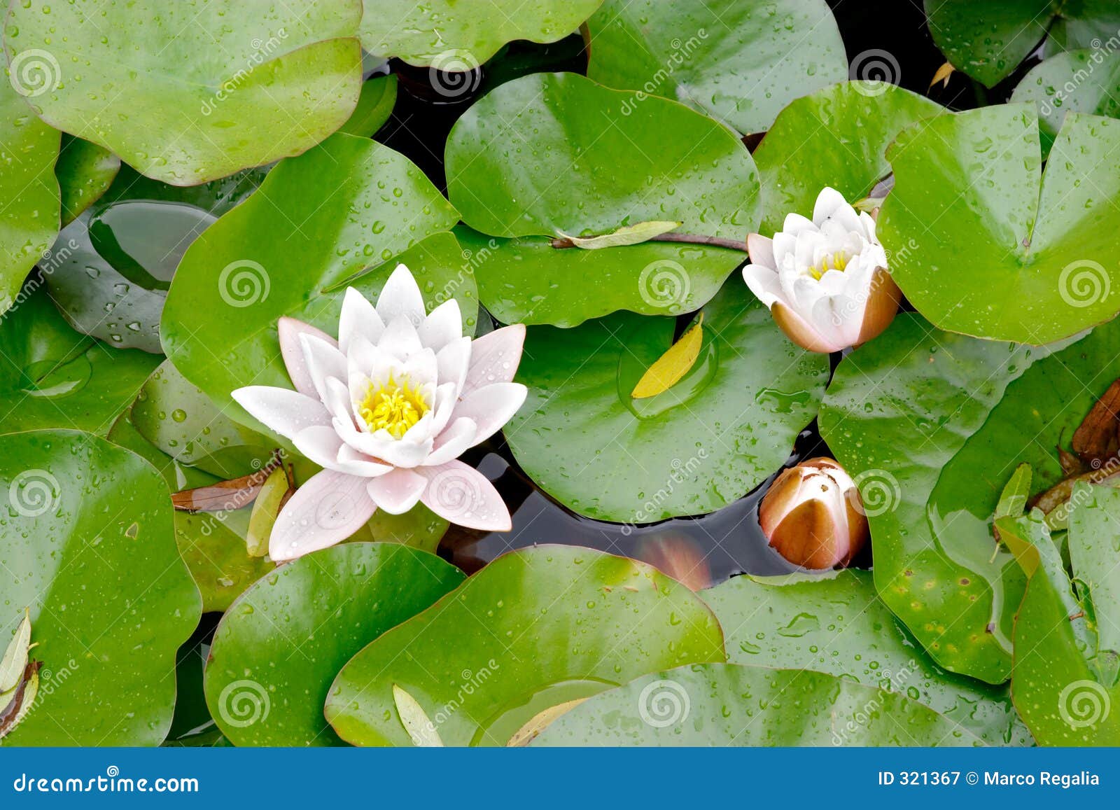 Nymphaea alba imagem de stock. Imagem de parque, delicado - 321367