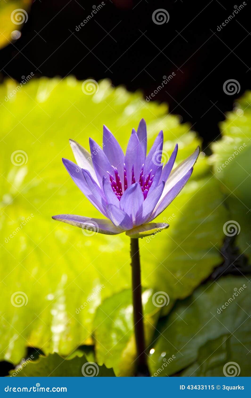 Nymphaea caerulea stock image. Image of green, leaves - 43433115