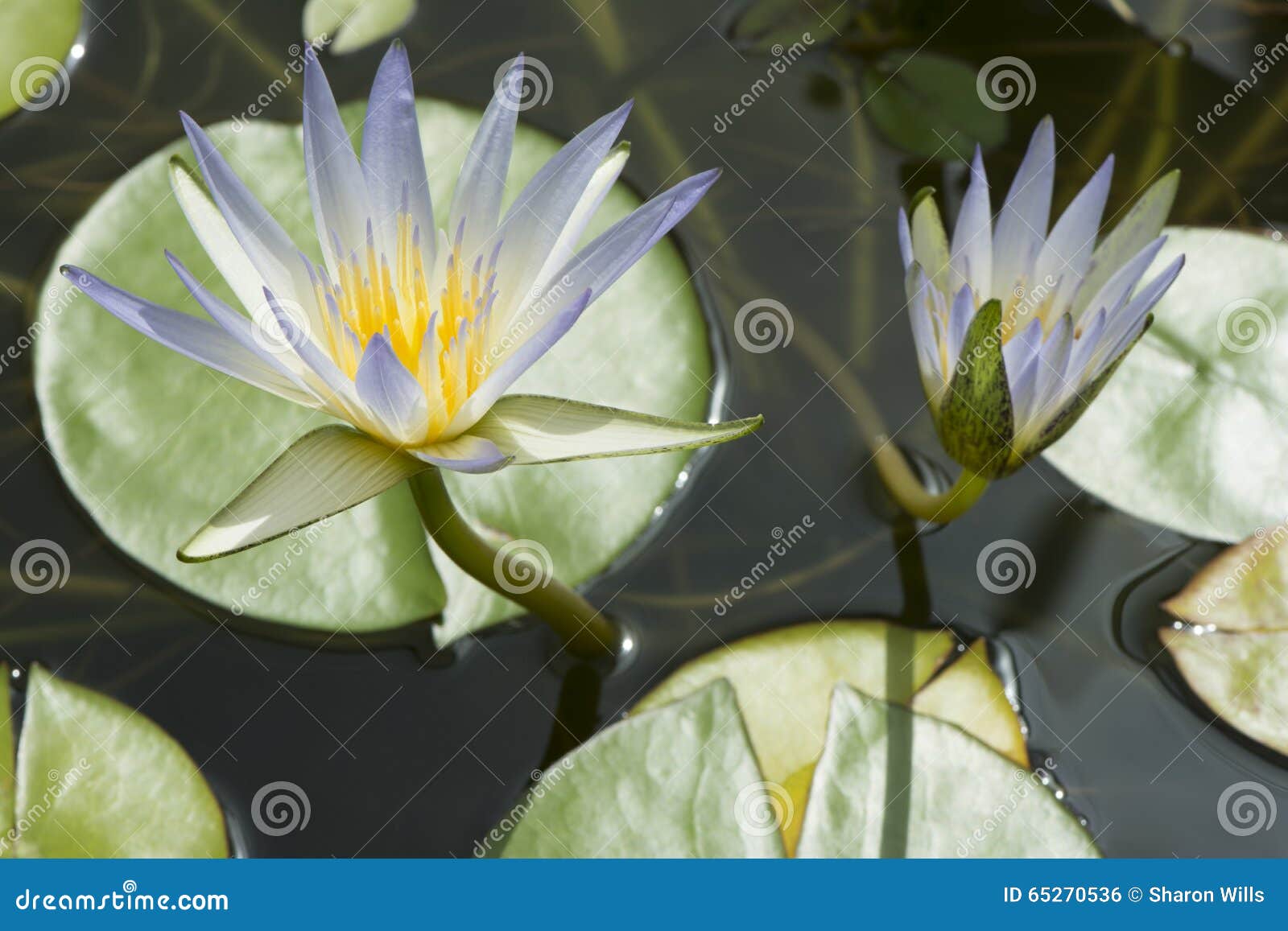 Nymphaea Caerulea - Blue Lotus of Egypt Stock Photo - Image of nature ...