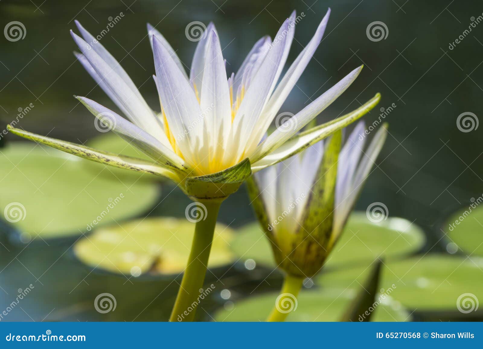 Nymphaea Caerulea - Blue Lotus of Egypt Stock Photo - Image of botanic ...