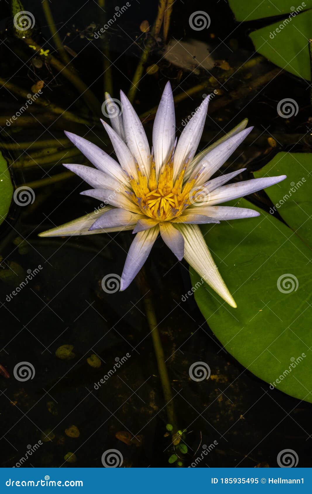 Egyptian Lotus stock image. Image of lily, bloom, blowing - 185935495