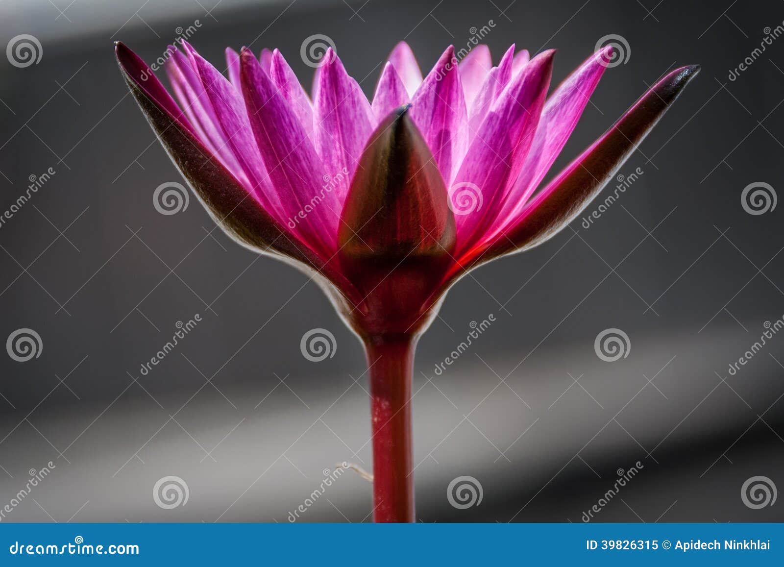 Two Nymphaea Caerulea - Blue Lotus Of Egypt Stock Photo | CartoonDealer ...