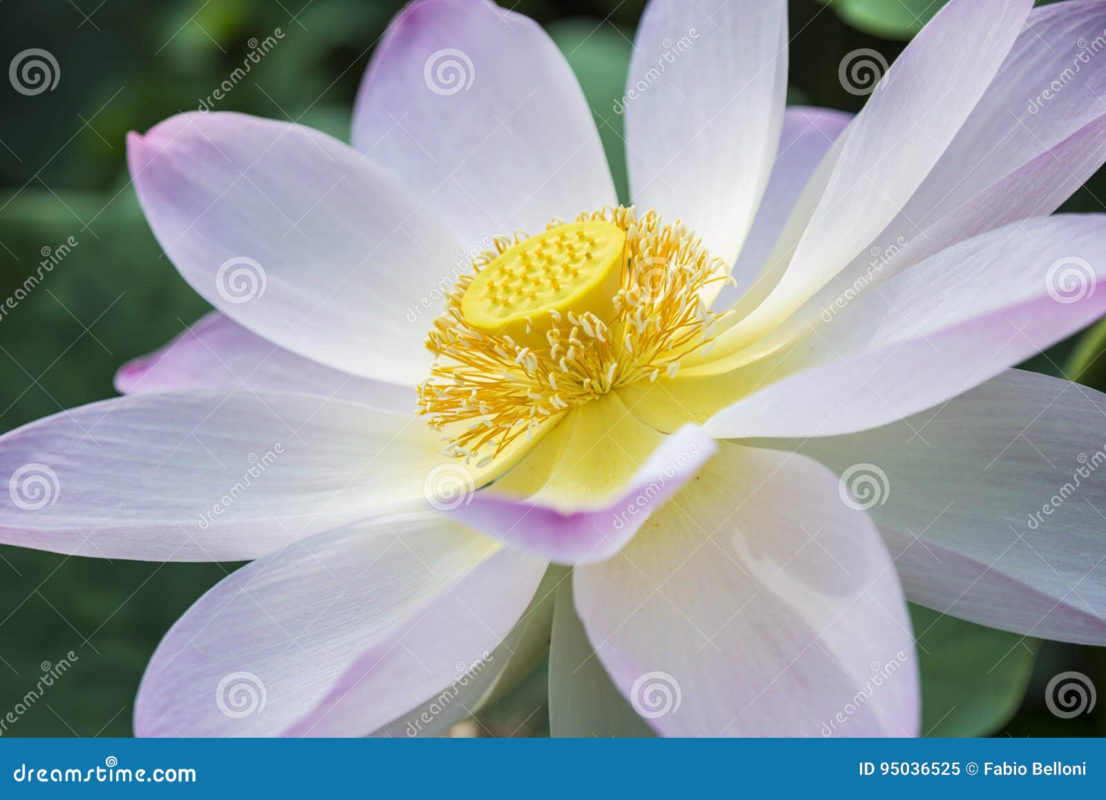 Nymphaea Flower stock image. Image of beauty, blossom - 95036525