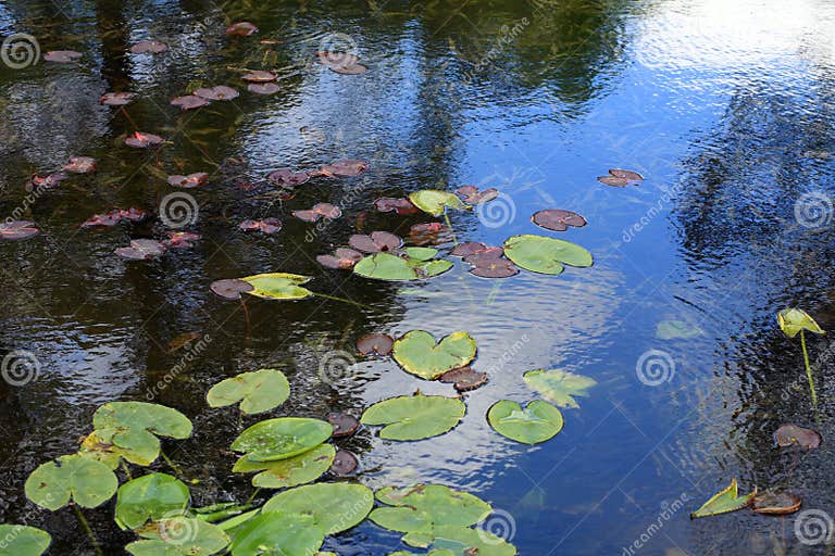 Nymphaea in japan garden stock photo. Image of water, garden - 5468674