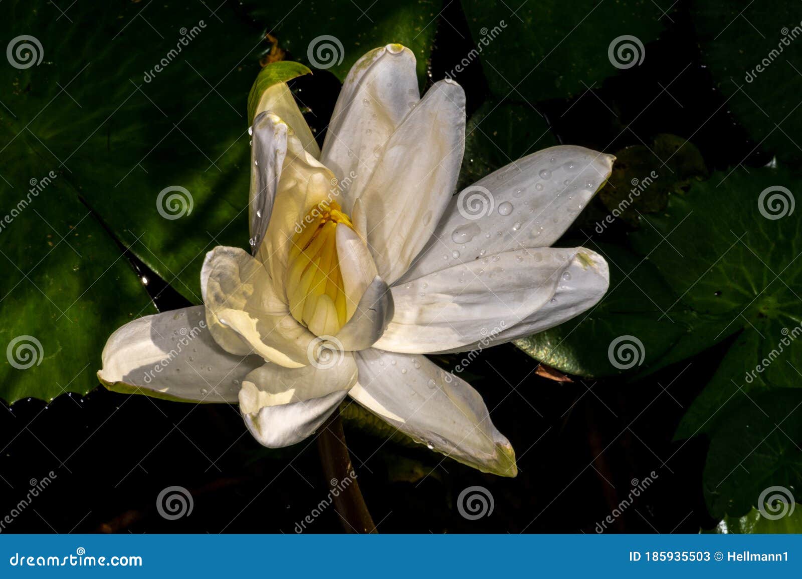 Nymphaea Flower stock image. Image of delicate, float - 185935503