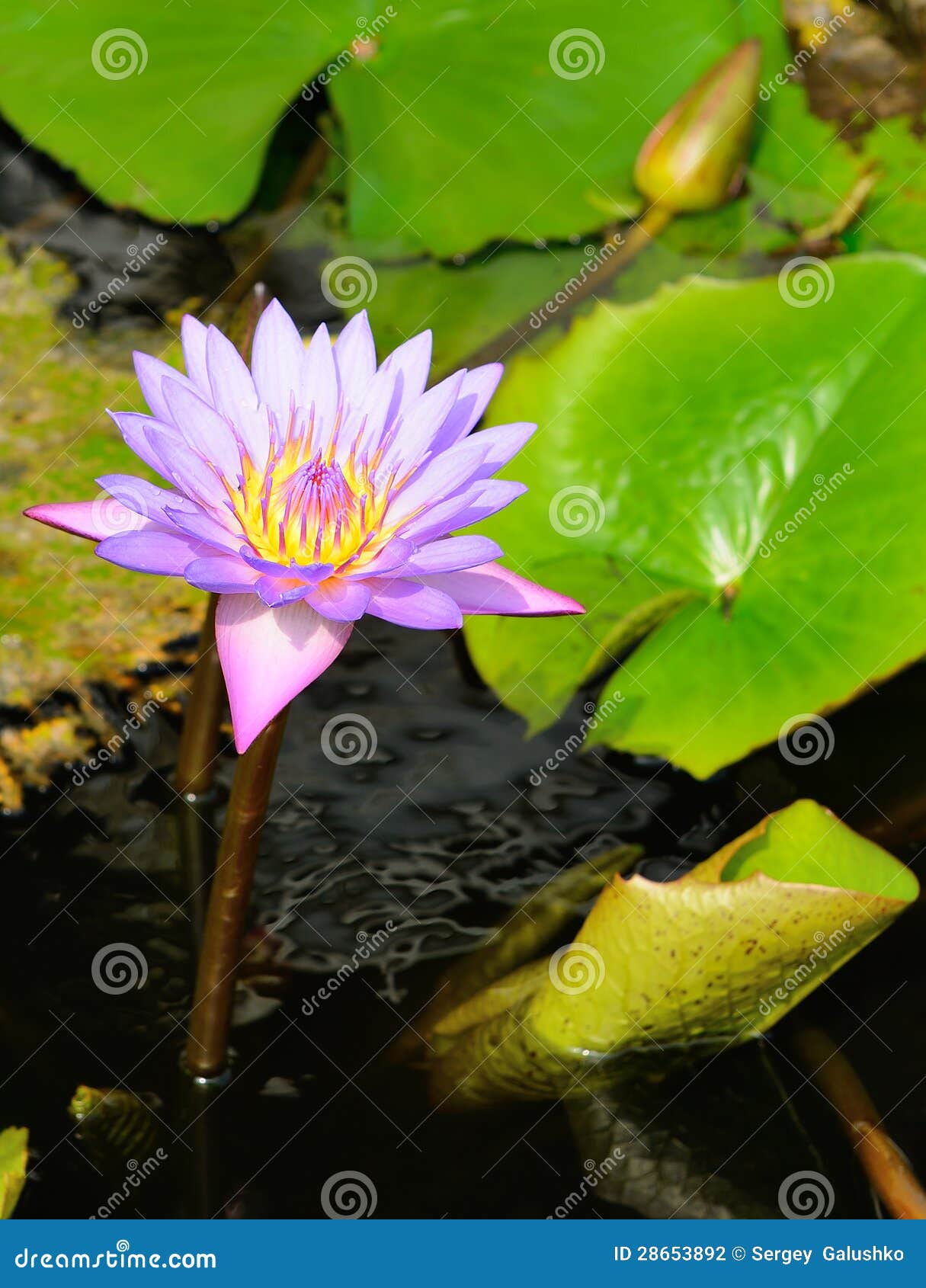 Nymphaea Lotus, The White Egyptian Lotus, Tiger Lotus, White Lotus Or ...