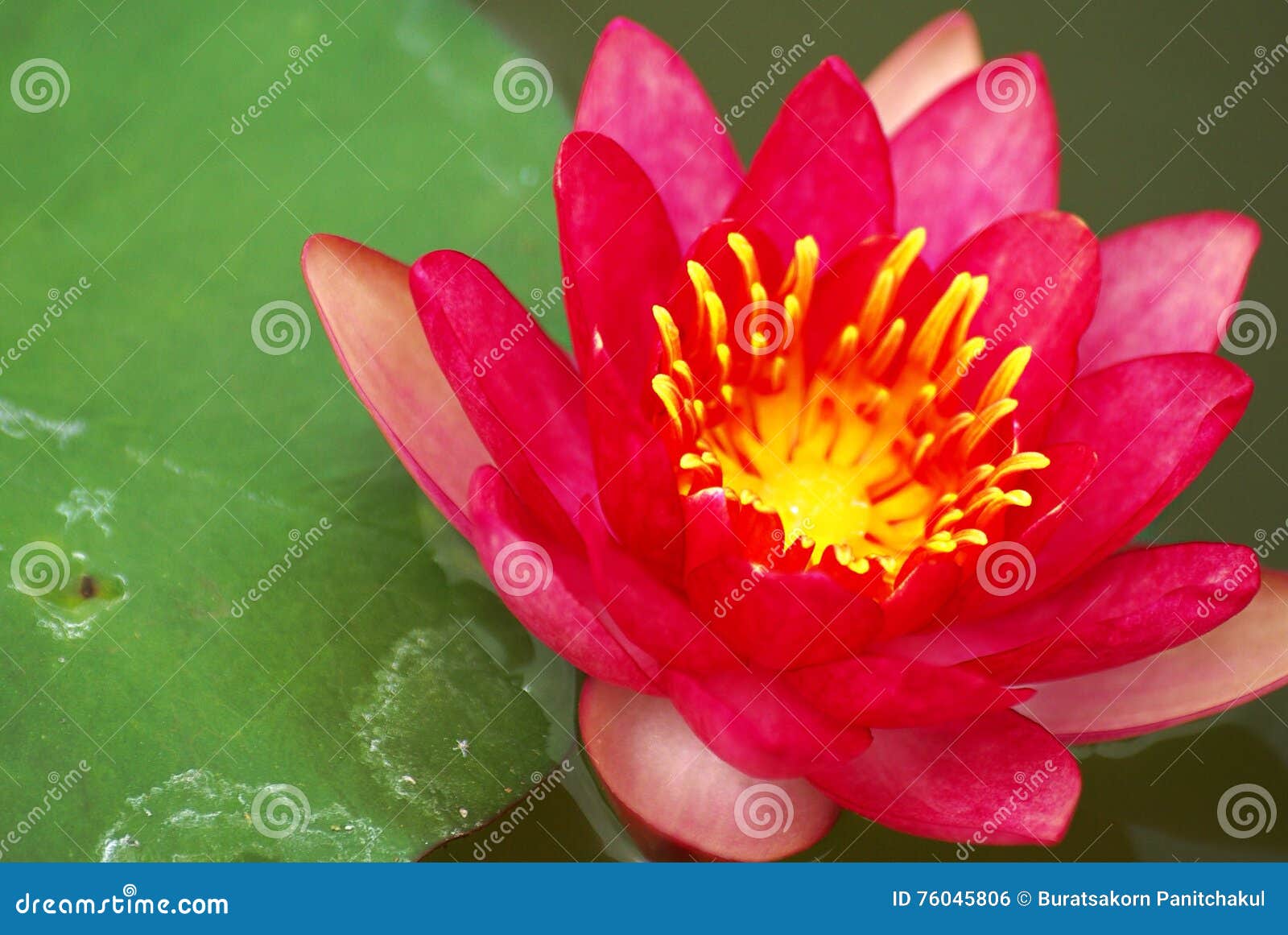 Nymphaea lotus Linn stock photo. Image of tropical, nymphaea - 76045806