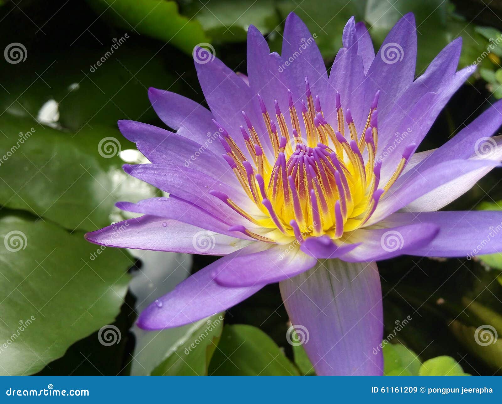 Nymphaea nouchali stock image. Image of nymphaea, lotus - 61161209