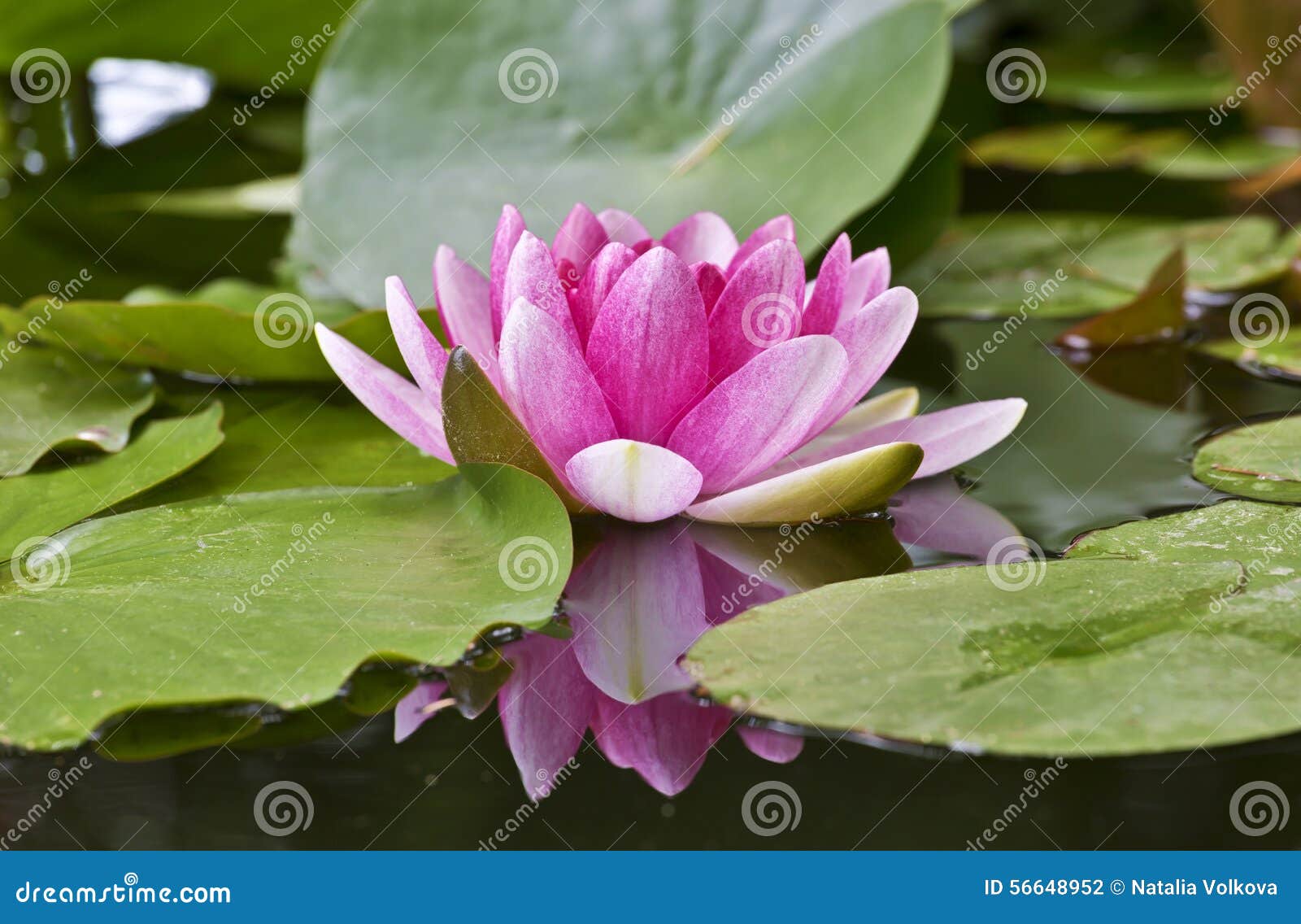 Nymphaea, pink nymphea stock photo. Image of nymphea - 56648952