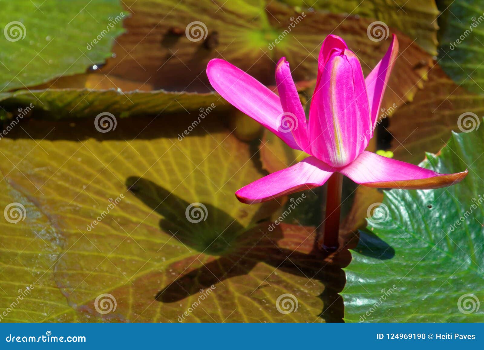 Nymphaea rubra stock photo. Image of green, leaf, botany - 124969190