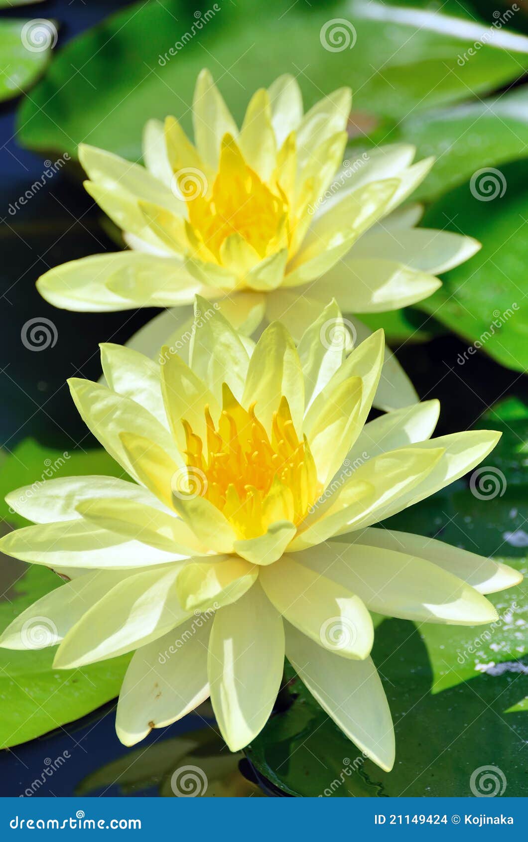 Nymphaea of two flowers. stock photo. Image of green - 21149424