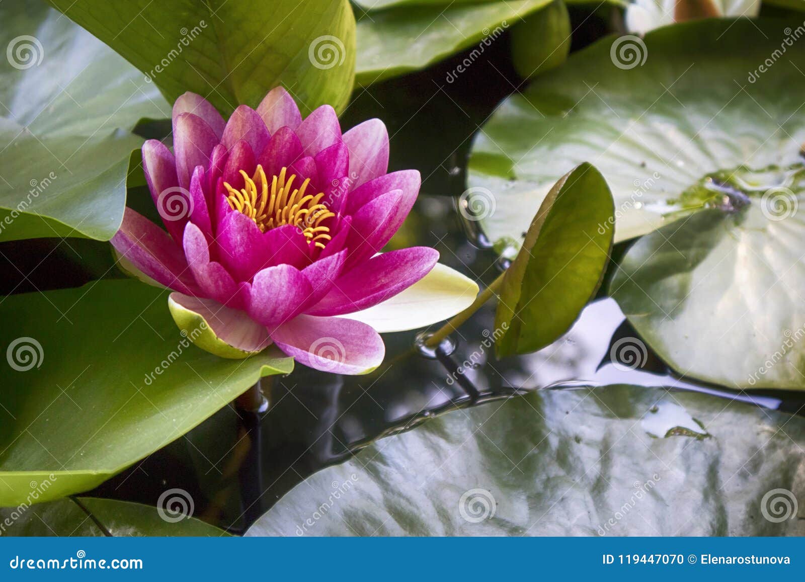 Nymphaea Virginalis in the Backlight at Sunset in the Botanical Garden ...