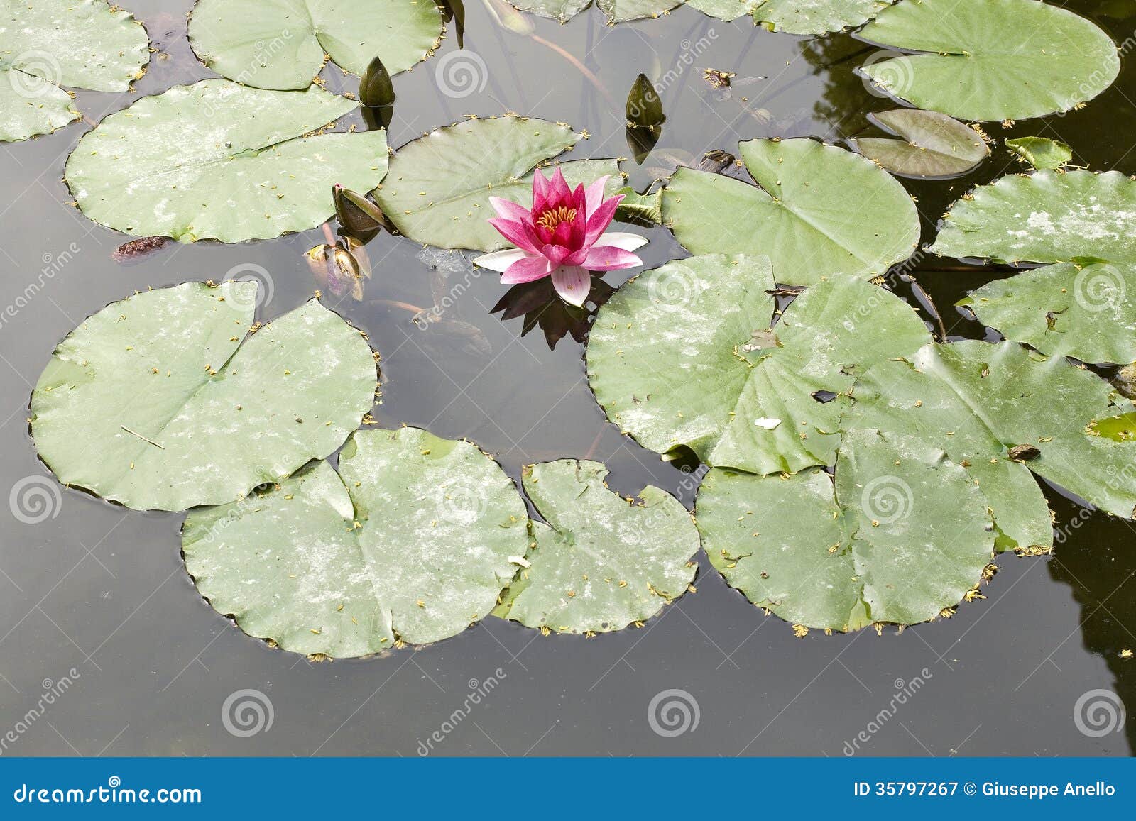 Nymphaea , Water Lilly stock image. Image of animal, macro - 35797267