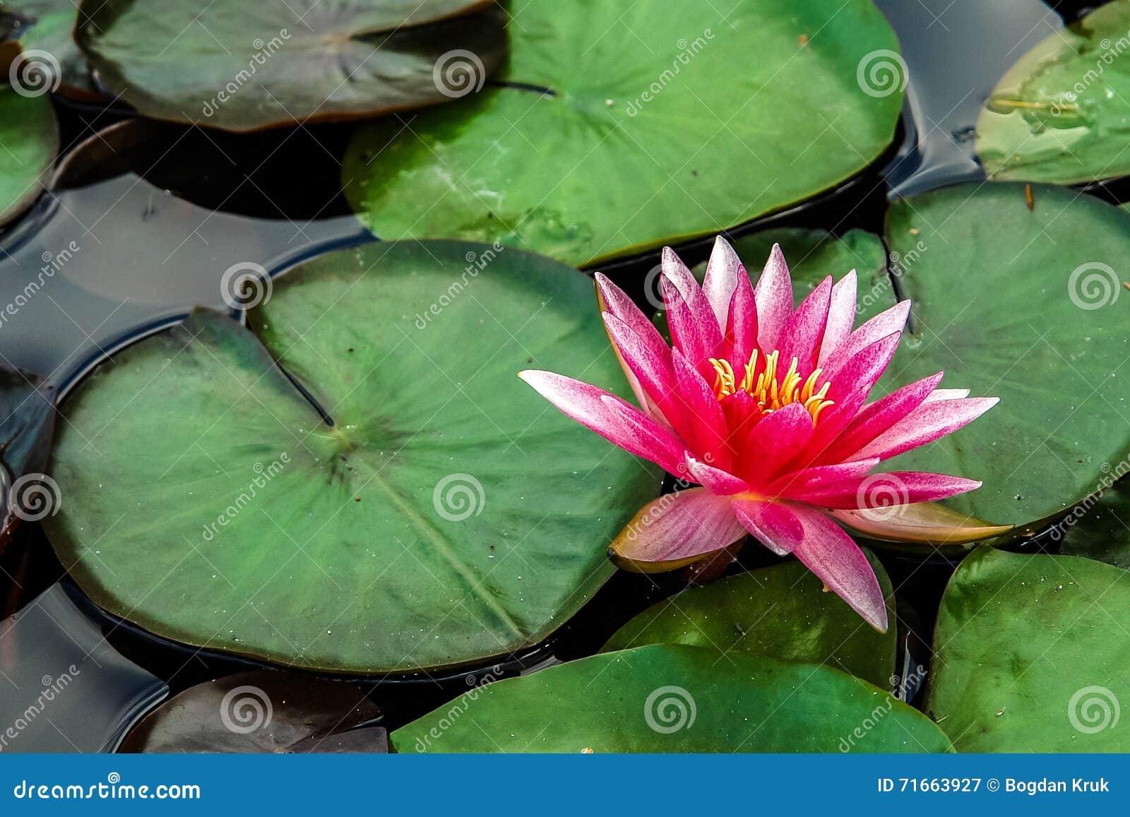 Nymphaea Water lily stock image. Image of lily, closeup - 71663927