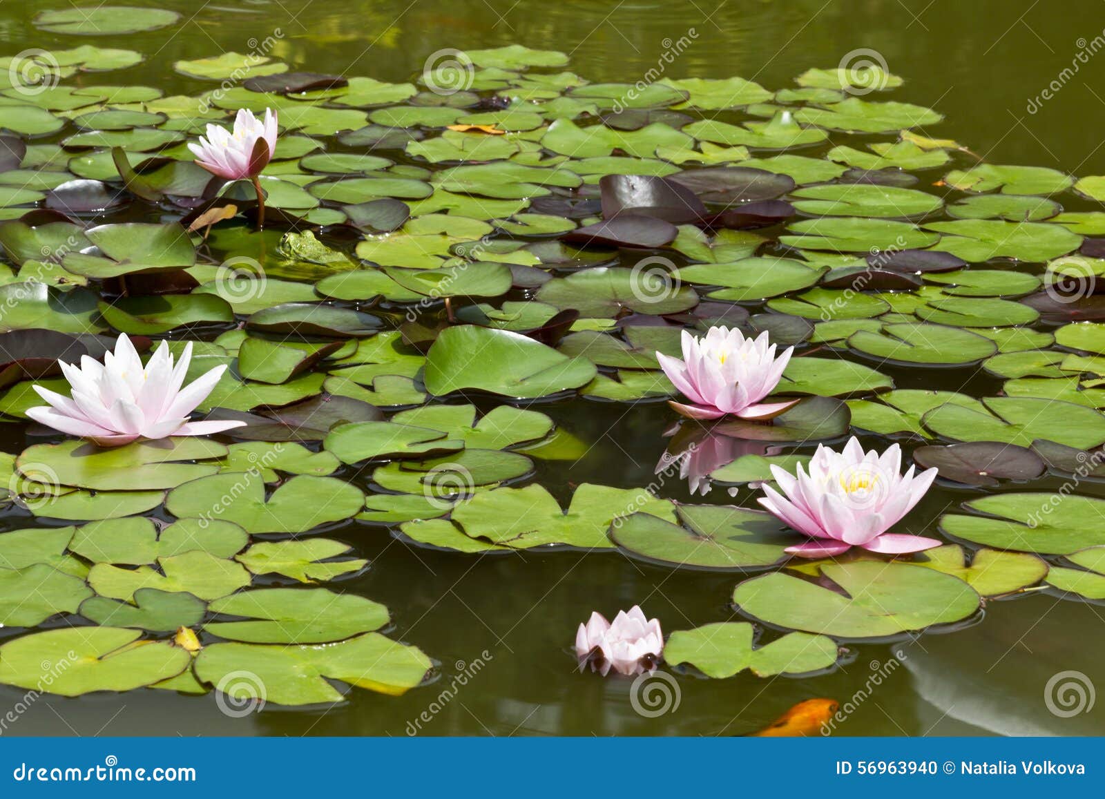 Nymphaea, Whity-pink Nymphea Stock Photo - Image of botanical, exotic ...