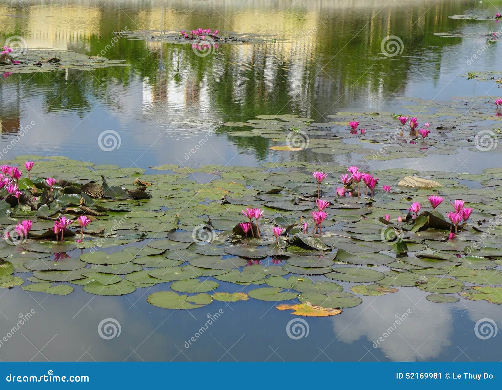 Nymphaeaceae Water Lily stock image. Image of lake, nature - 52169981
