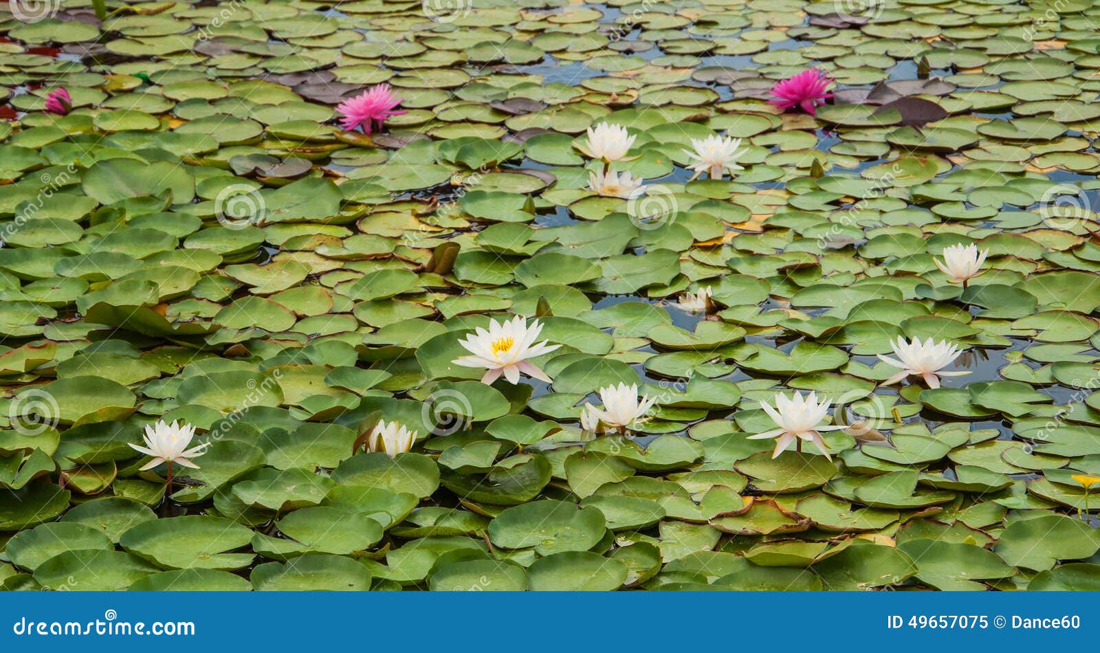 Nymphaeum stock image. Image of garden, lily, nymphea - 49657075