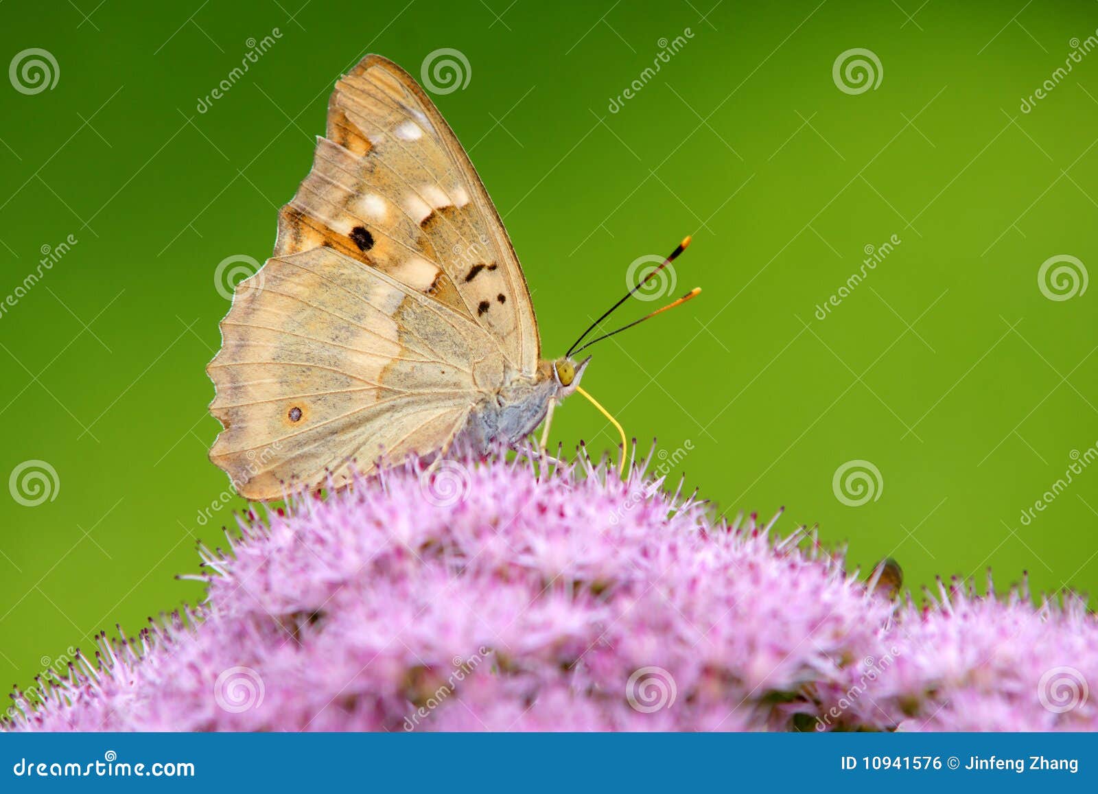Nymphalidae stock photo. Image of closeup, green, nymphalidae - 10941576