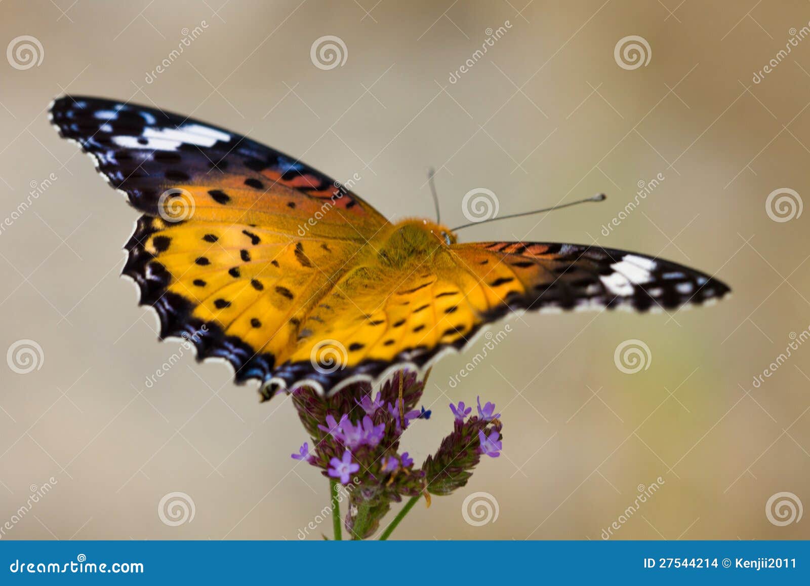 Nymphalidae stock photo. Image of beauty, zoology, butterfly - 27544214