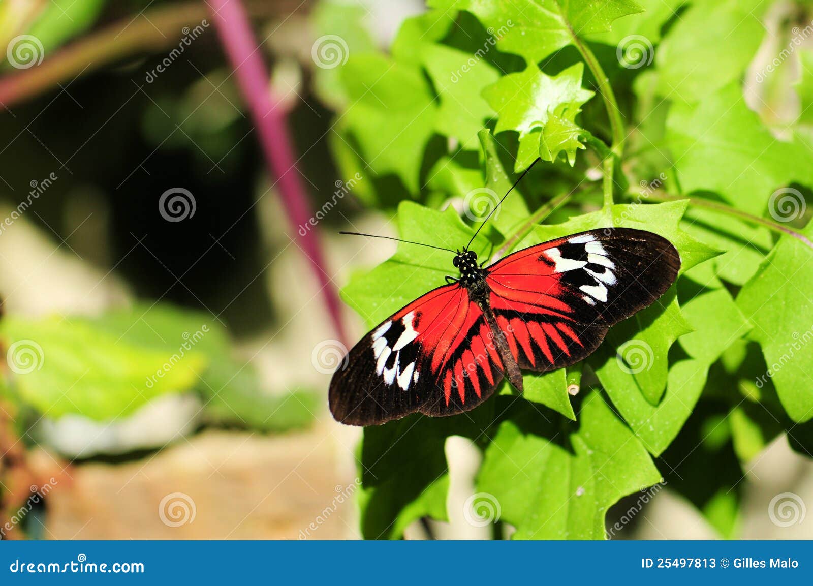 Nymphalidae butterfly stock image. Image of colour, piano - 25497813