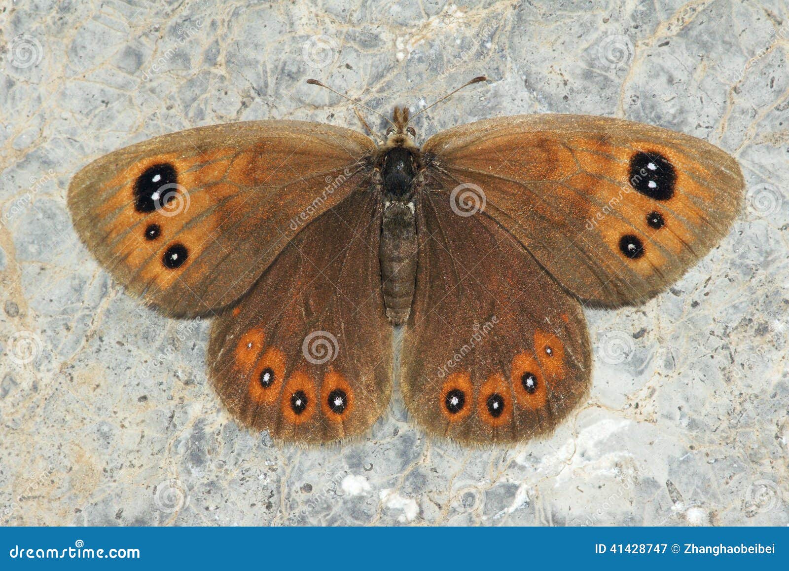 Nymphalidae butterfly stock image. Image of dorsum, insects - 41428747