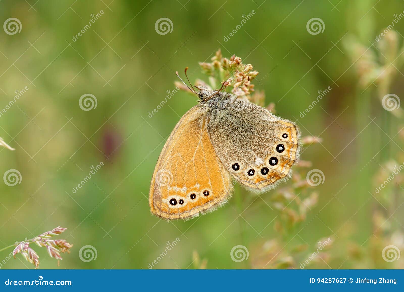 Nymphalidae butterfly stock image. Image of eyes, butterflies - 94287627