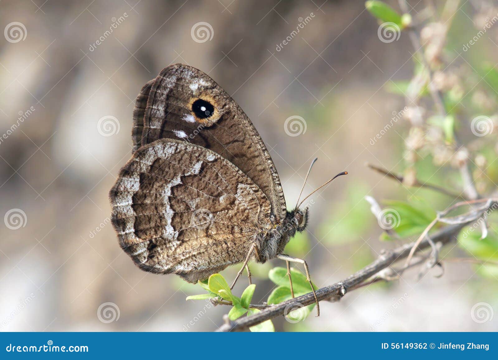 Nymphalidae butterfly stock photo. Image of nymphalidae - 56149362