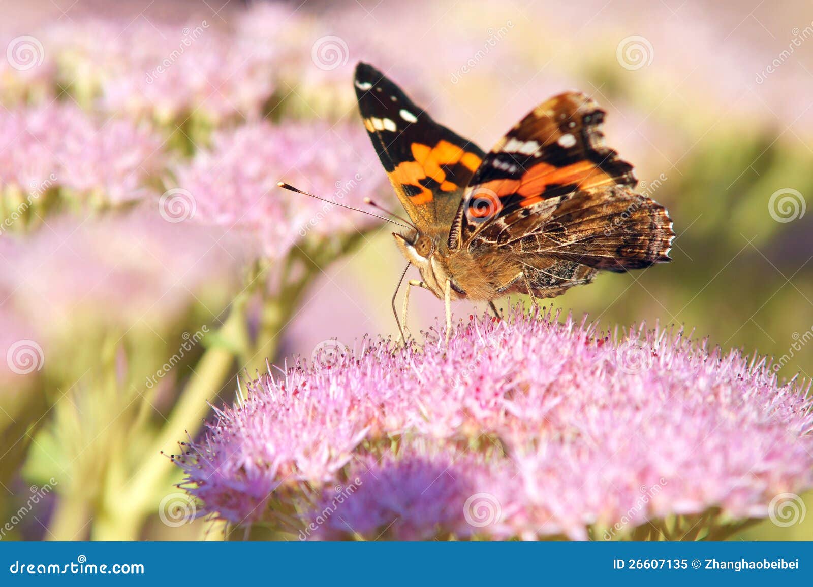 Nymphalidae buttrefly stock image. Image of butterfly - 26607135
