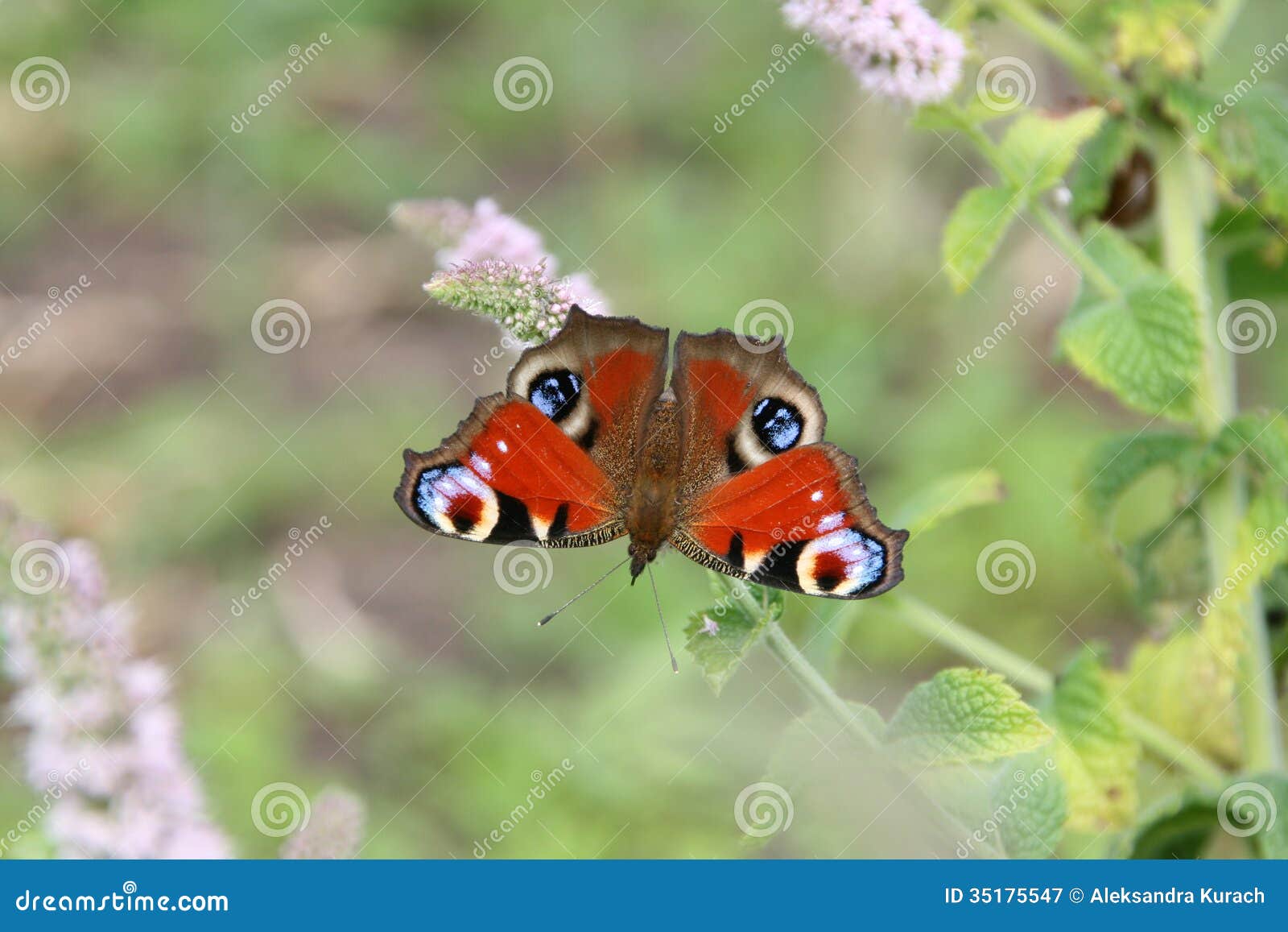 Nymphalis io stock image. Image of nymphalis, mint, blue - 35175547