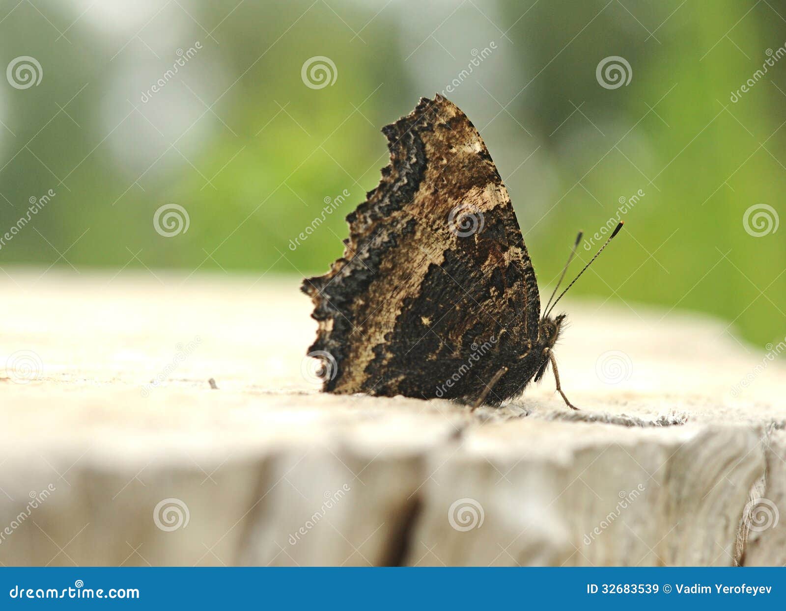 Nymphalis Xanthomelas Butterfly Stock Image - Image of color, kluk ...