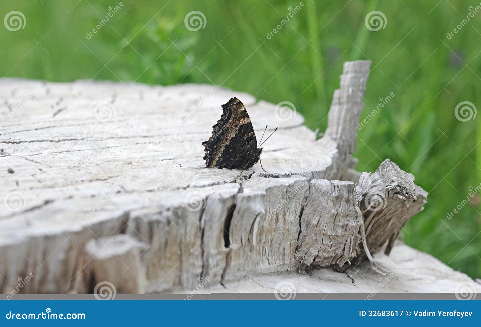 Nymphalis Xanthomelas Butterfly Stock Image - Image of papilio ...