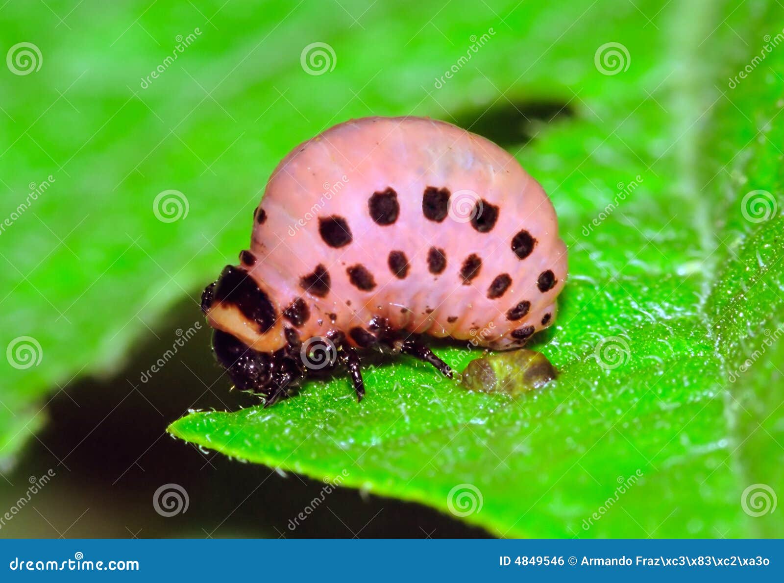 Nymphe de doryphore photo stock. Image du larve, coléoptère - 4849546