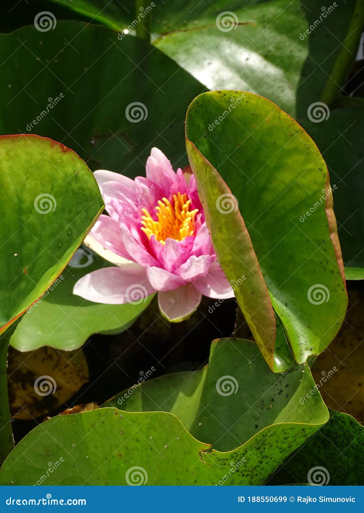 Nymphea `Rene Gerard`, Water Flower Stock Image - Image of springtime ...