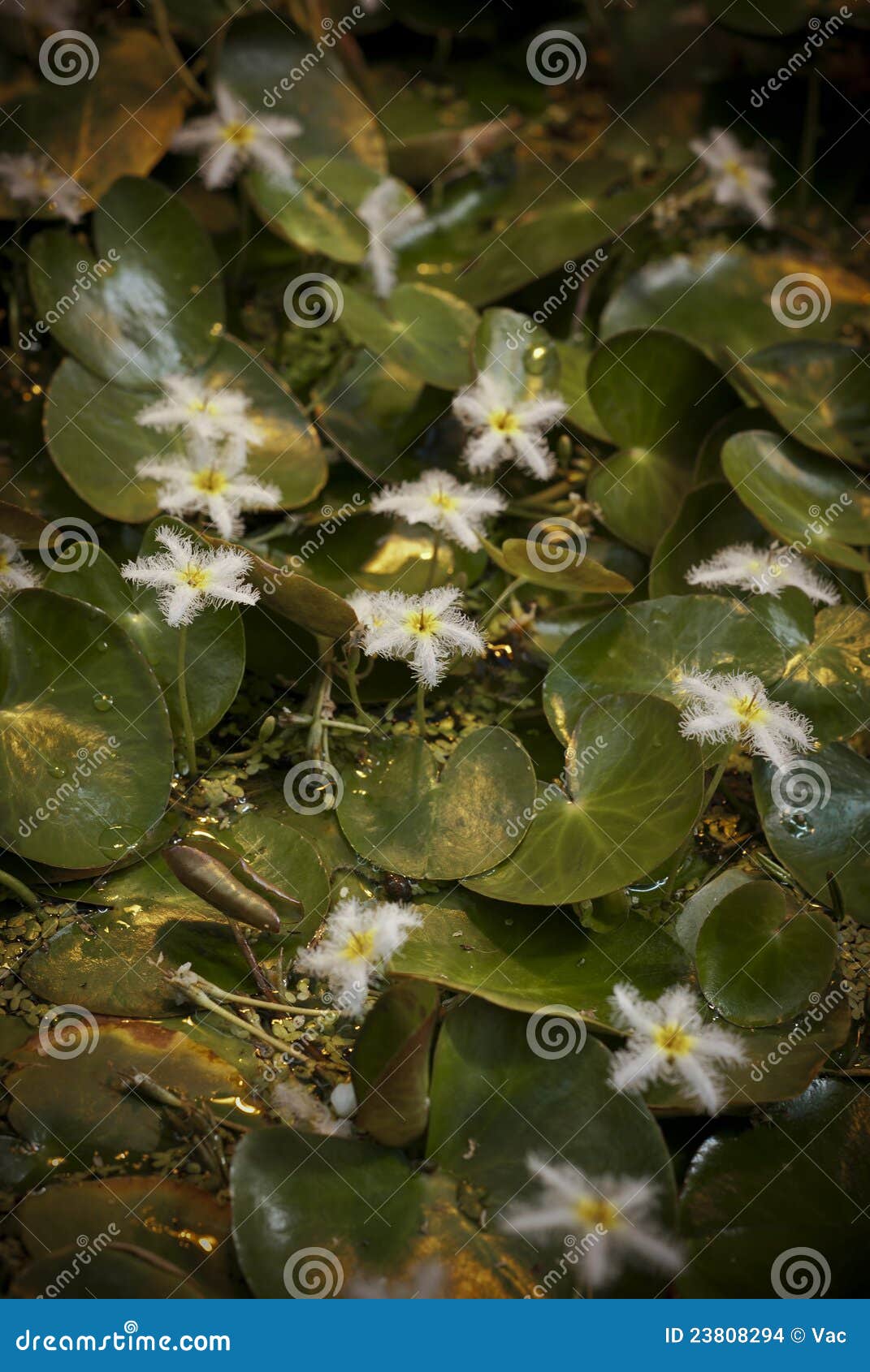 Nymphoides Aquatic Flowering Plants Well Known As Kumudu Flowers In ...
