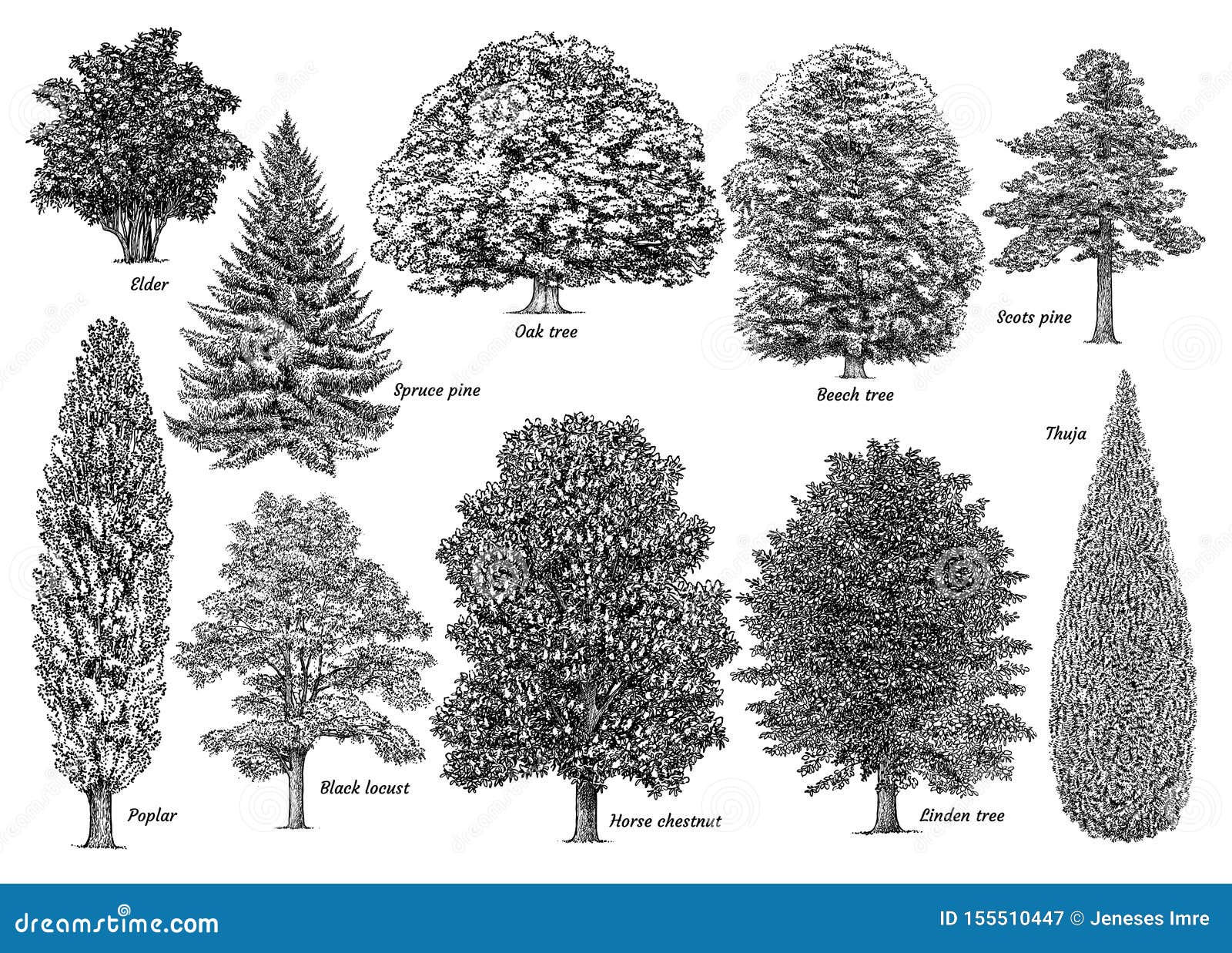 Tree Collection, Illustration, Drawing, Engraving, Ink, Line Art ...
