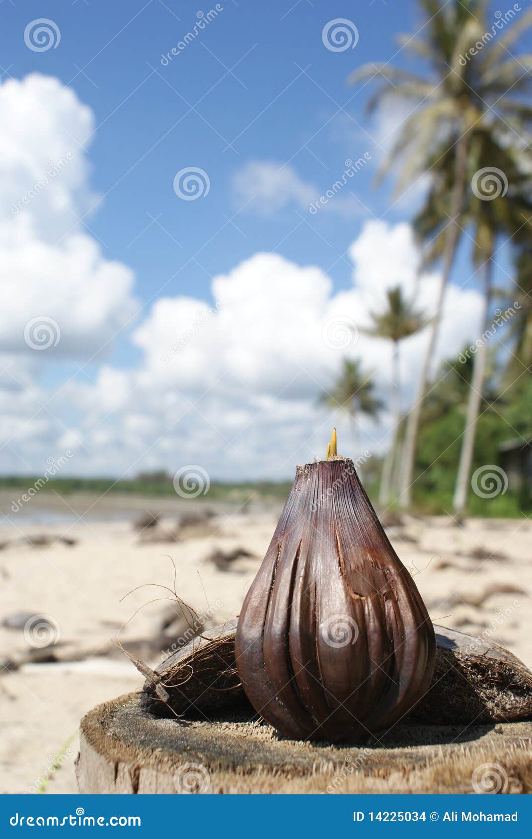 Nypa fruit 2 stock photo. Image of fruticans, fruit, coastal - 14225034